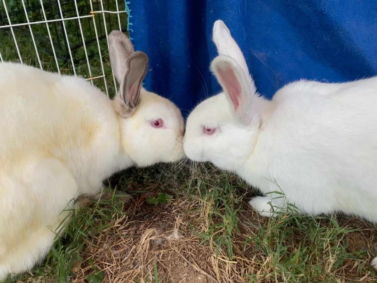 Bun Bun Brigade - A non-profit rabbit rescue serving central Kentucky.