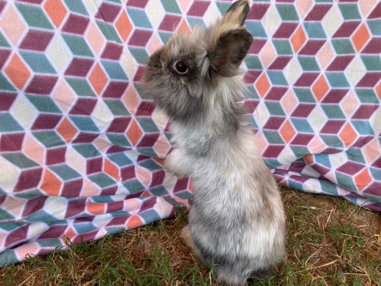 Bun Bun Brigade - A non-profit rabbit rescue serving central Kentucky.