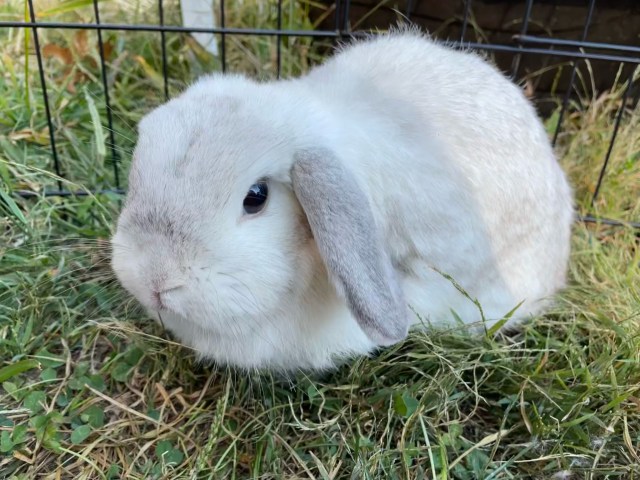Bun Bun Brigade - A non-profit rabbit rescue serving central Kentucky.