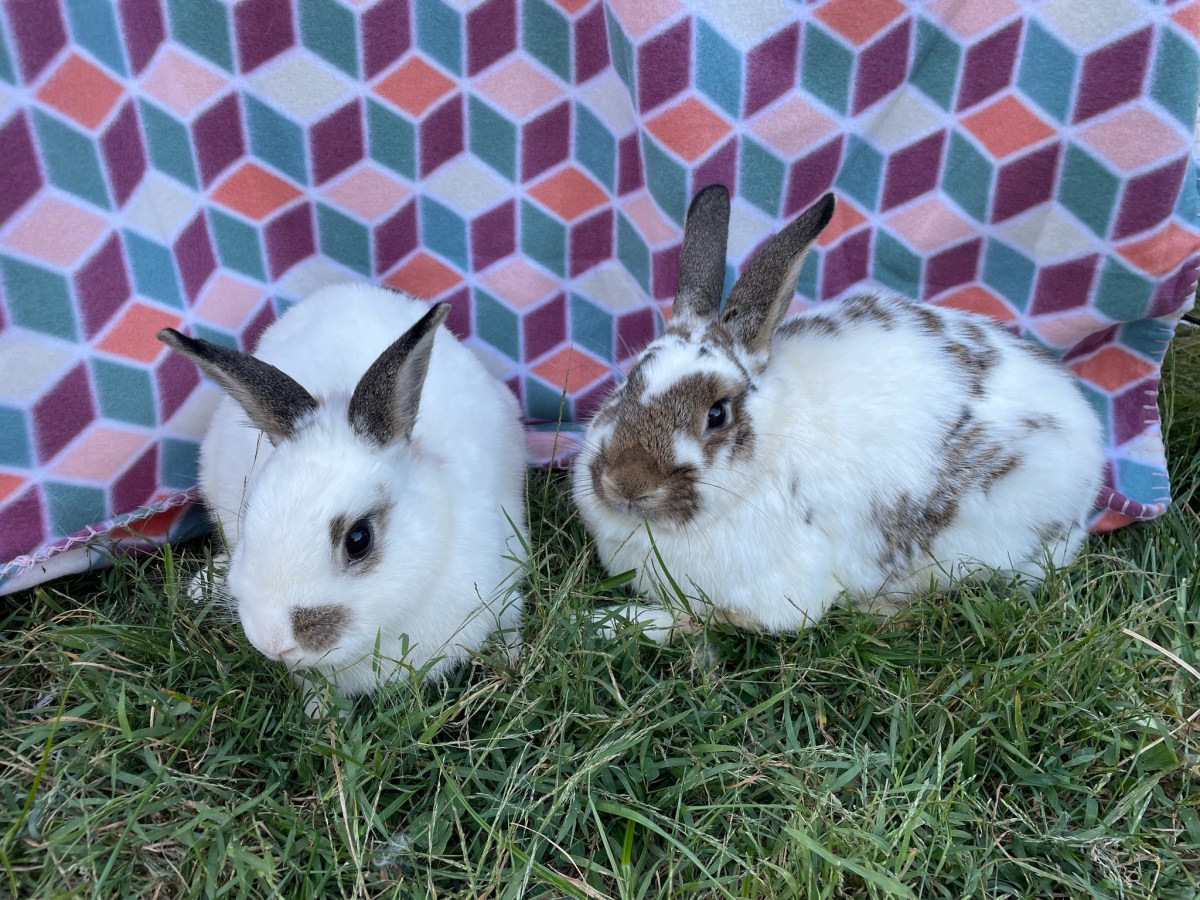 Bun Bun Brigade - A non-profit rabbit rescue serving central Kentucky.
