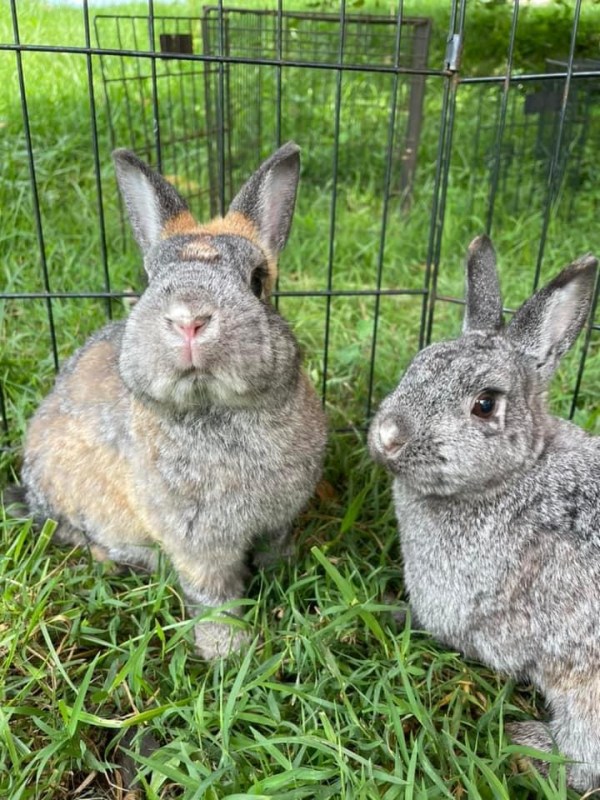 Bun Bun Brigade - A non-profit rabbit rescue serving central Kentucky.