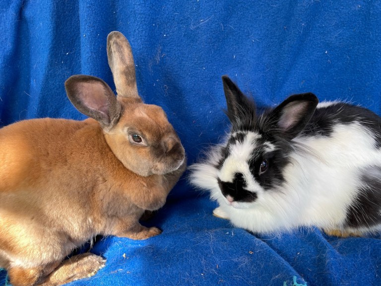 Bun Bun Brigade - A non-profit rabbit rescue serving central Kentucky.