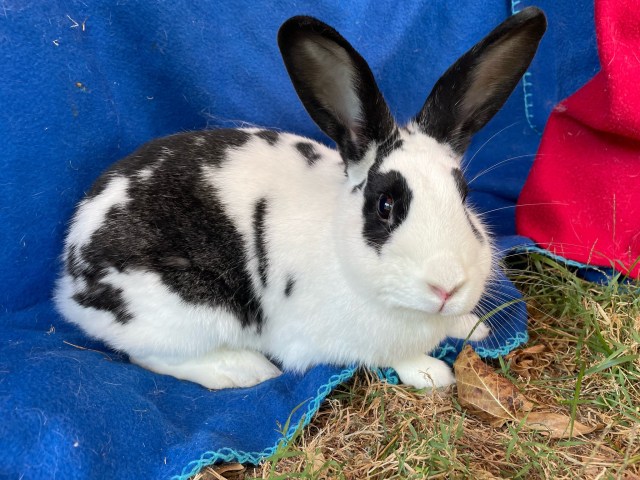 Bun Bun Brigade - A non-profit rabbit rescue serving central Kentucky.