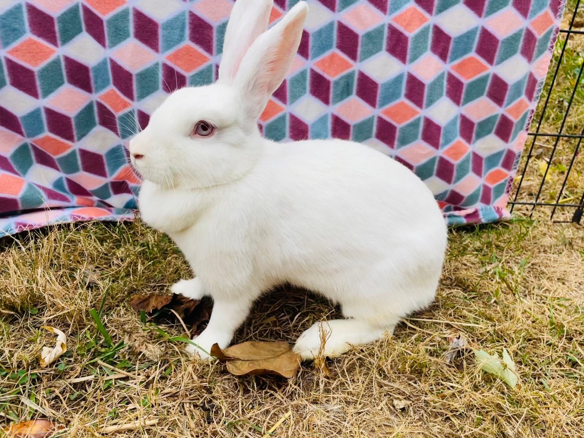 Bun Bun Brigade - A non-profit rabbit rescue serving central Kentucky.