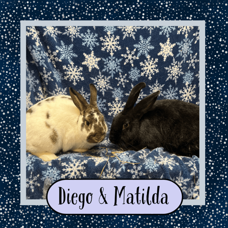 Bun Bun Brigade - A non-profit rabbit rescue serving central Kentucky.