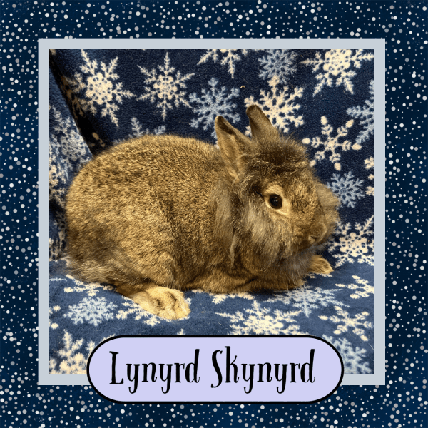 Bun Bun Brigade - A non-profit rabbit rescue serving central Kentucky.