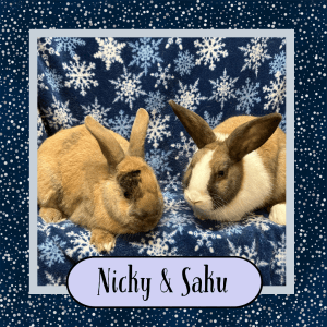 Bun Bun Brigade - A non-profit rabbit rescue serving central Kentucky.