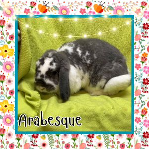 Bun Bun Brigade - A non-profit rabbit rescue serving central Kentucky.