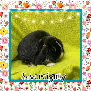 Bun Bun Brigade - A non-profit rabbit rescue serving central Kentucky.