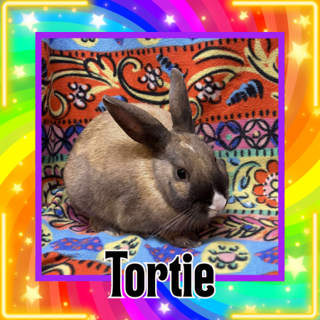 Bun Bun Brigade - A non-profit rabbit rescue serving central Kentucky.